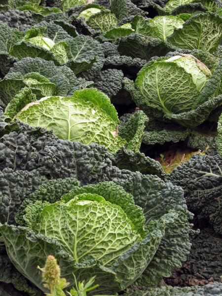 Kohl Samen