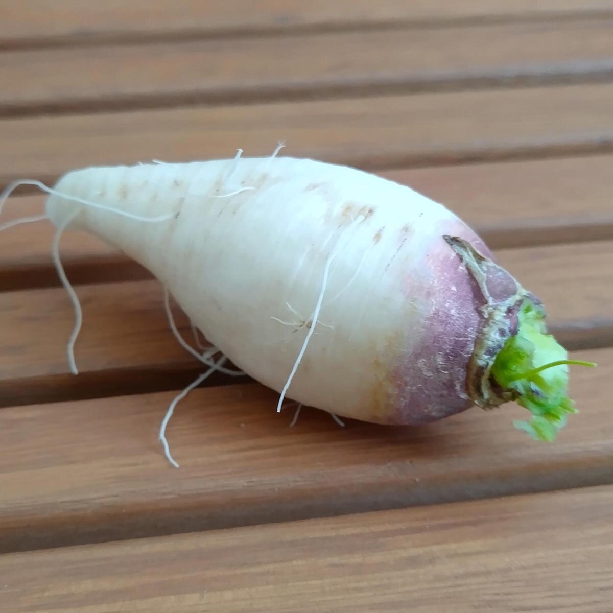 Rettich 'Münchner Bier' (Raphanus sativus) Bio Saatgut