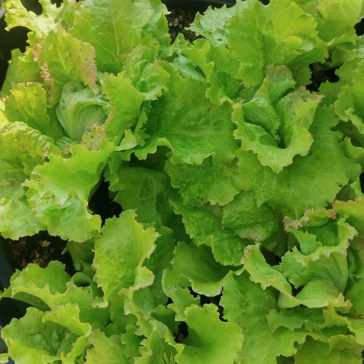 Bataviasalat 'Grazer Krauthäuptel' (Lactuca sativa) Samen