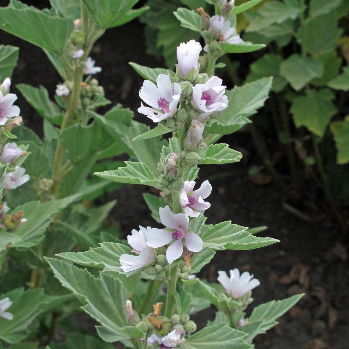 Echter Eibisch (Althaea officinalis) Samen