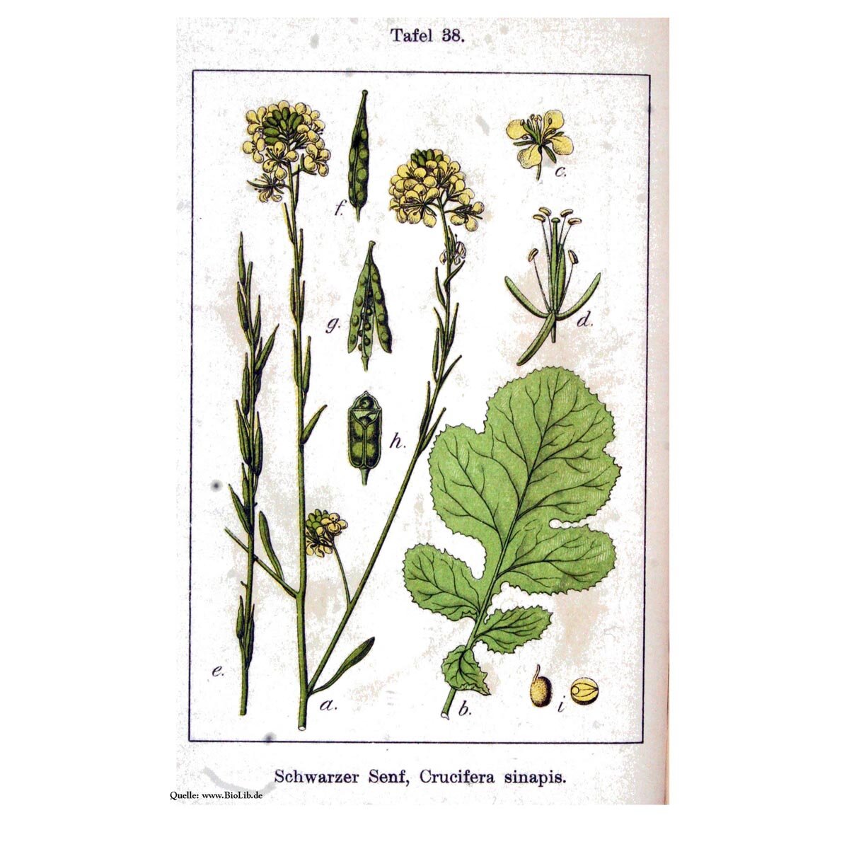 Schwarzer Senf (Brassica nigra) Samen