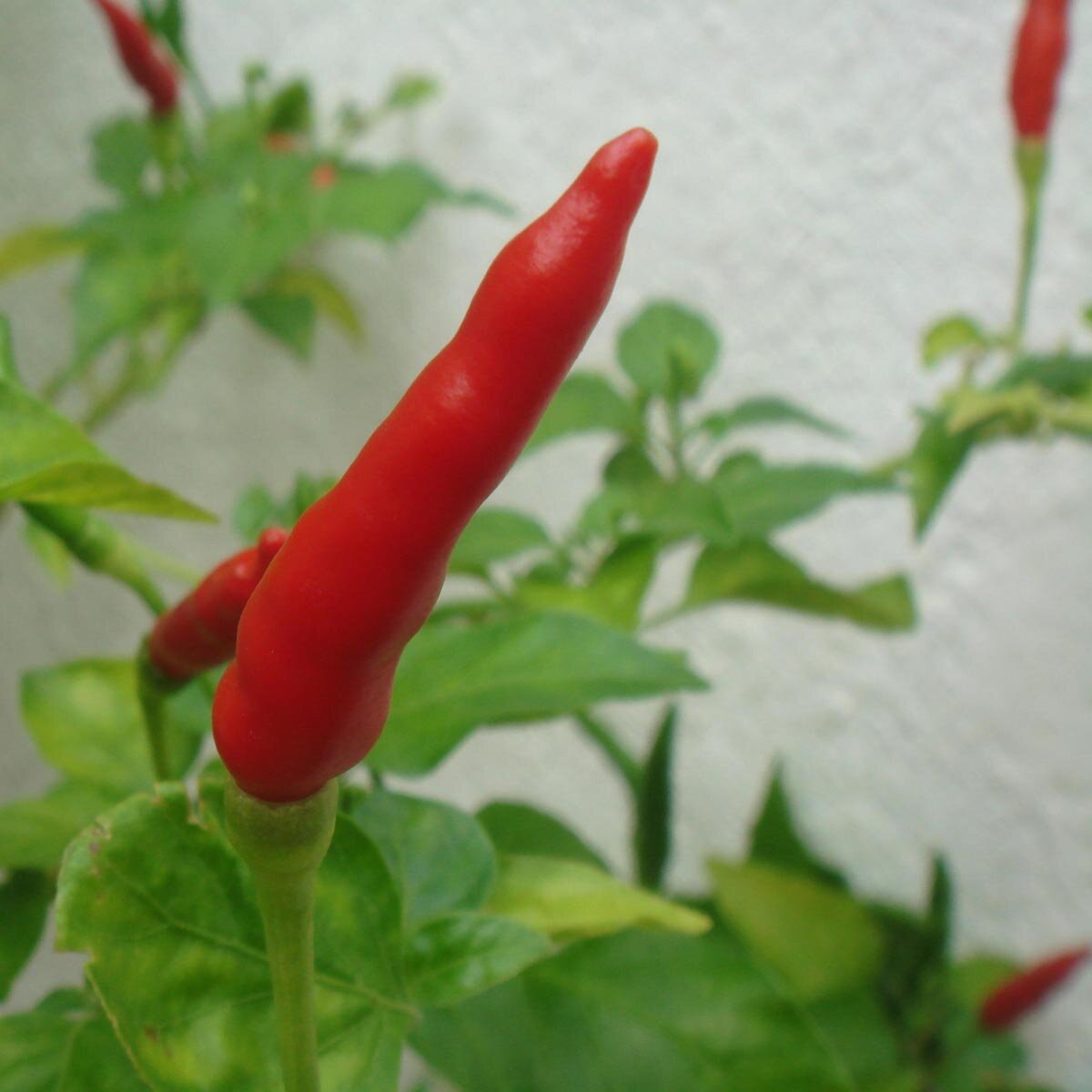 Chili 'Piri Piri' (Capsicum frutescens) Samen
