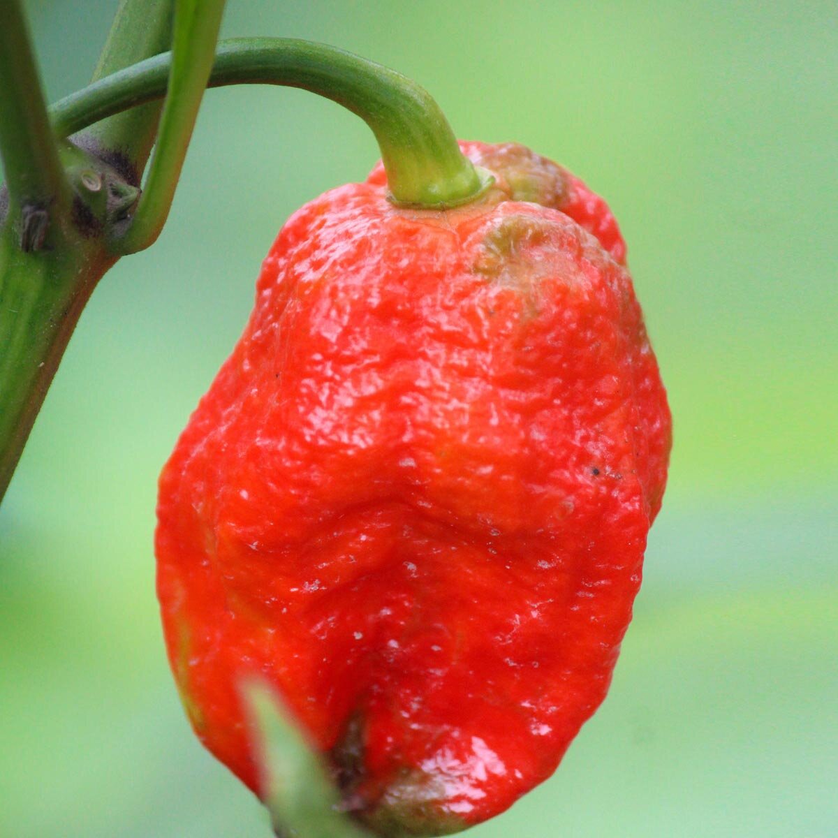 Chili 'Trinidad Moruga Scorpion Red' (Capsicum chinense) Samen