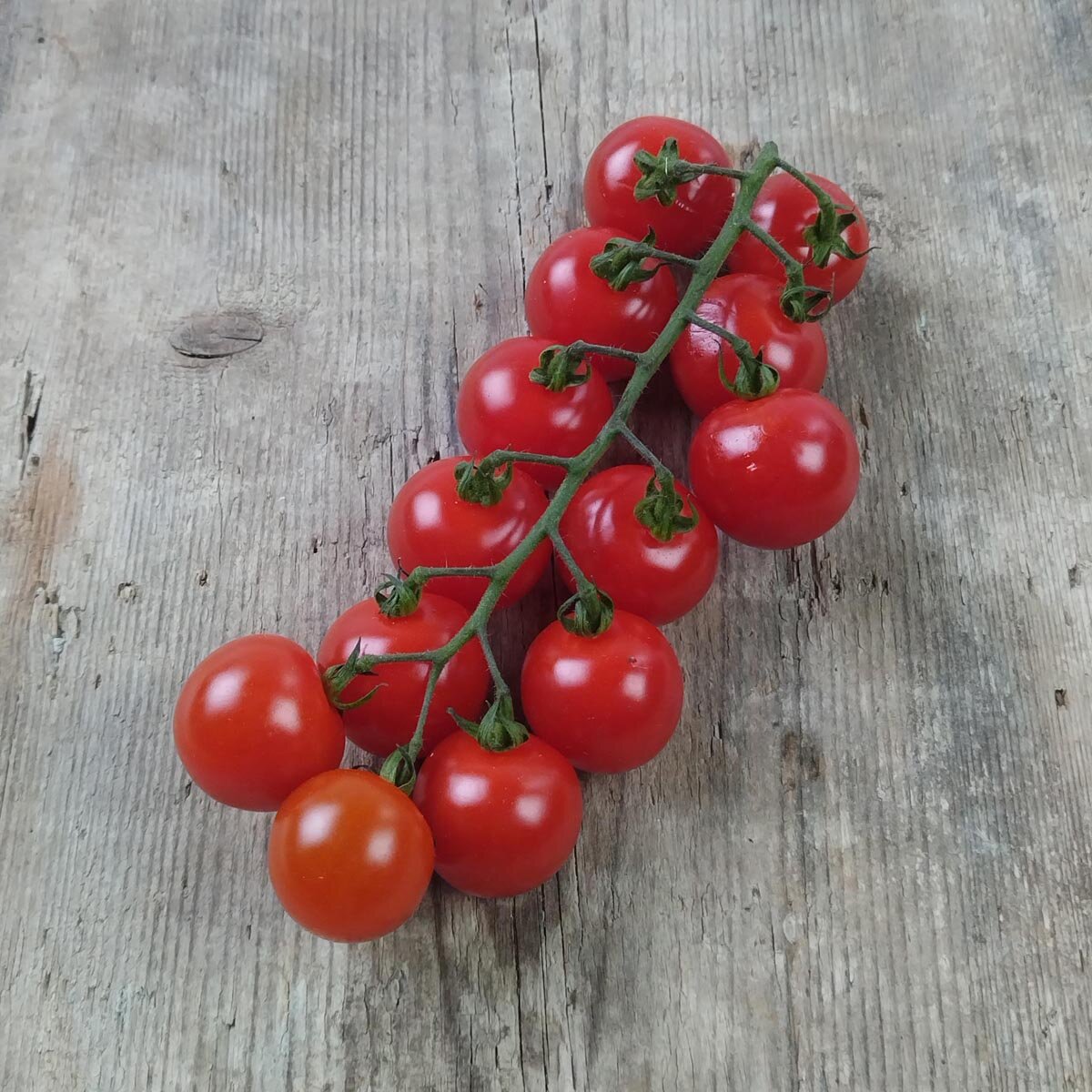 Cherrytomate 'Red Bell' (Solanum lycopersicum) Samen