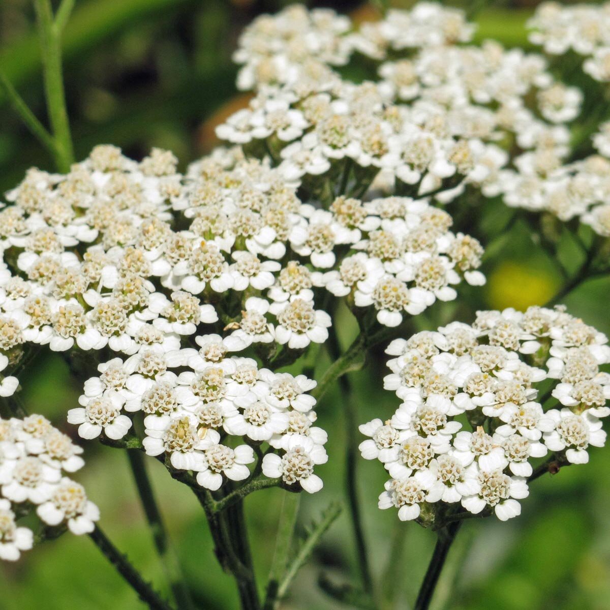 Schafgarbe (Achillea millefolium) Samen