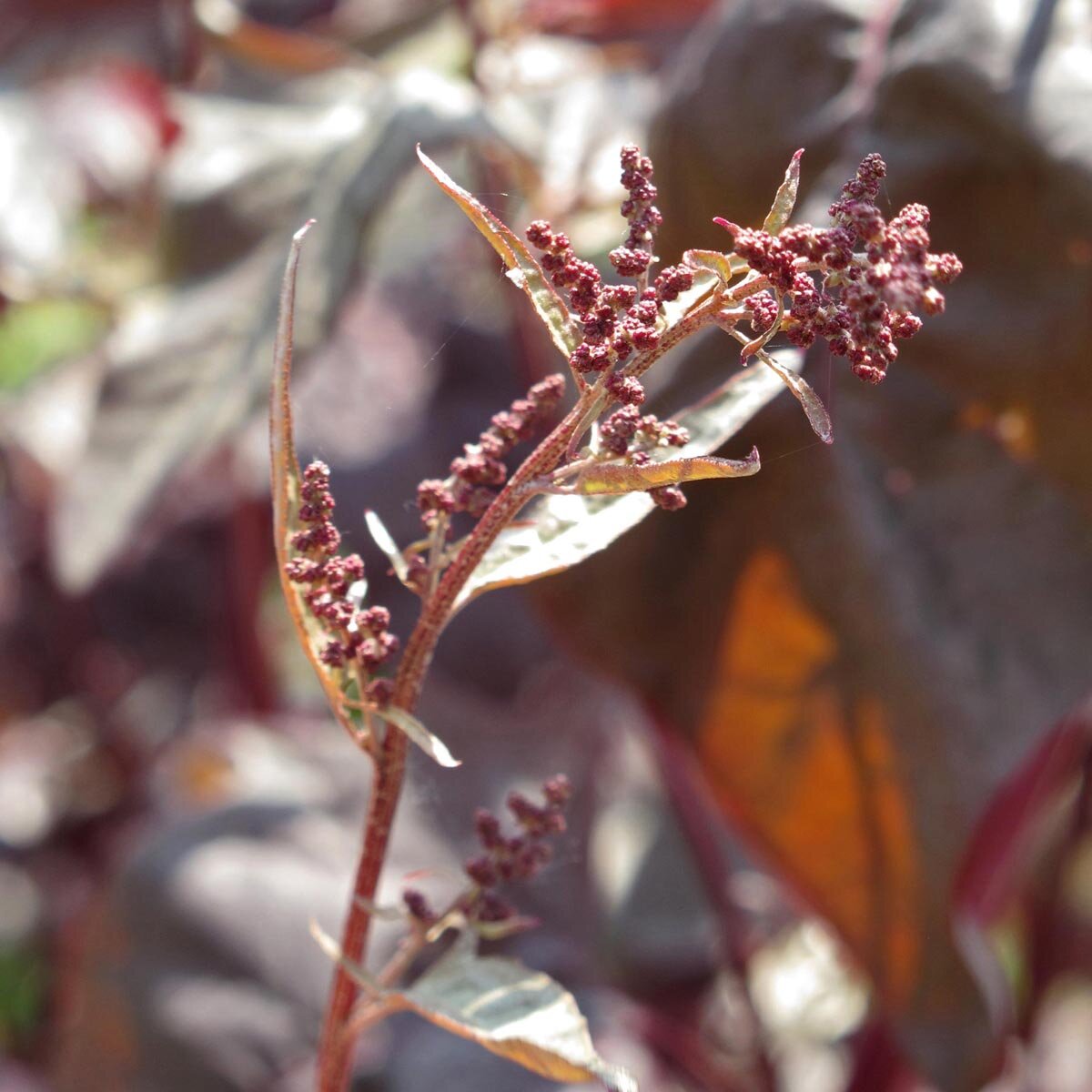 Rote Gartenmelde (Atriplex hortensis) - ca. 200 Samen