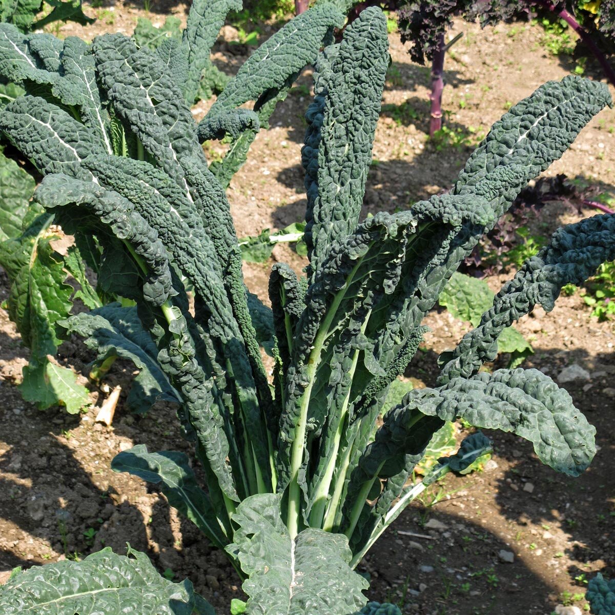 Toskanischer Palmkohl 'Cavolo Nero' (Brassica oleracea var. palmifolia ...