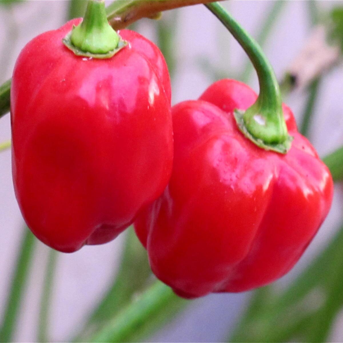 Caribbean Red Habanero (Capsicum chinense) Chilis - ca. 10 Samen