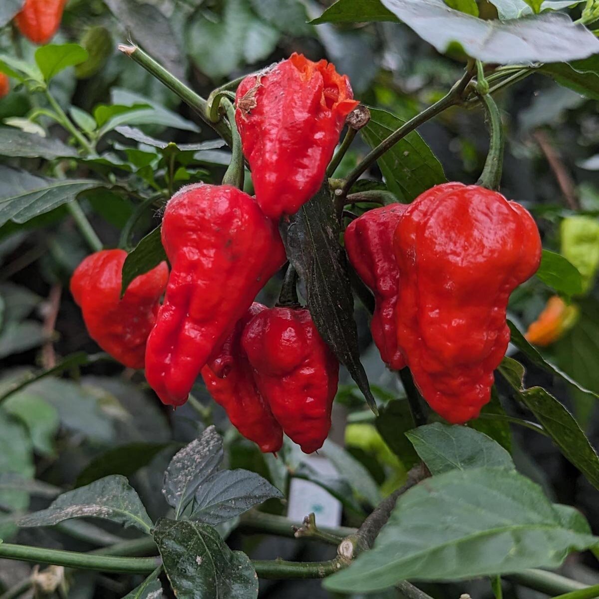 'Bhut Jolokia' Chili (Capsicum chinense) - ca. 10 Samen
