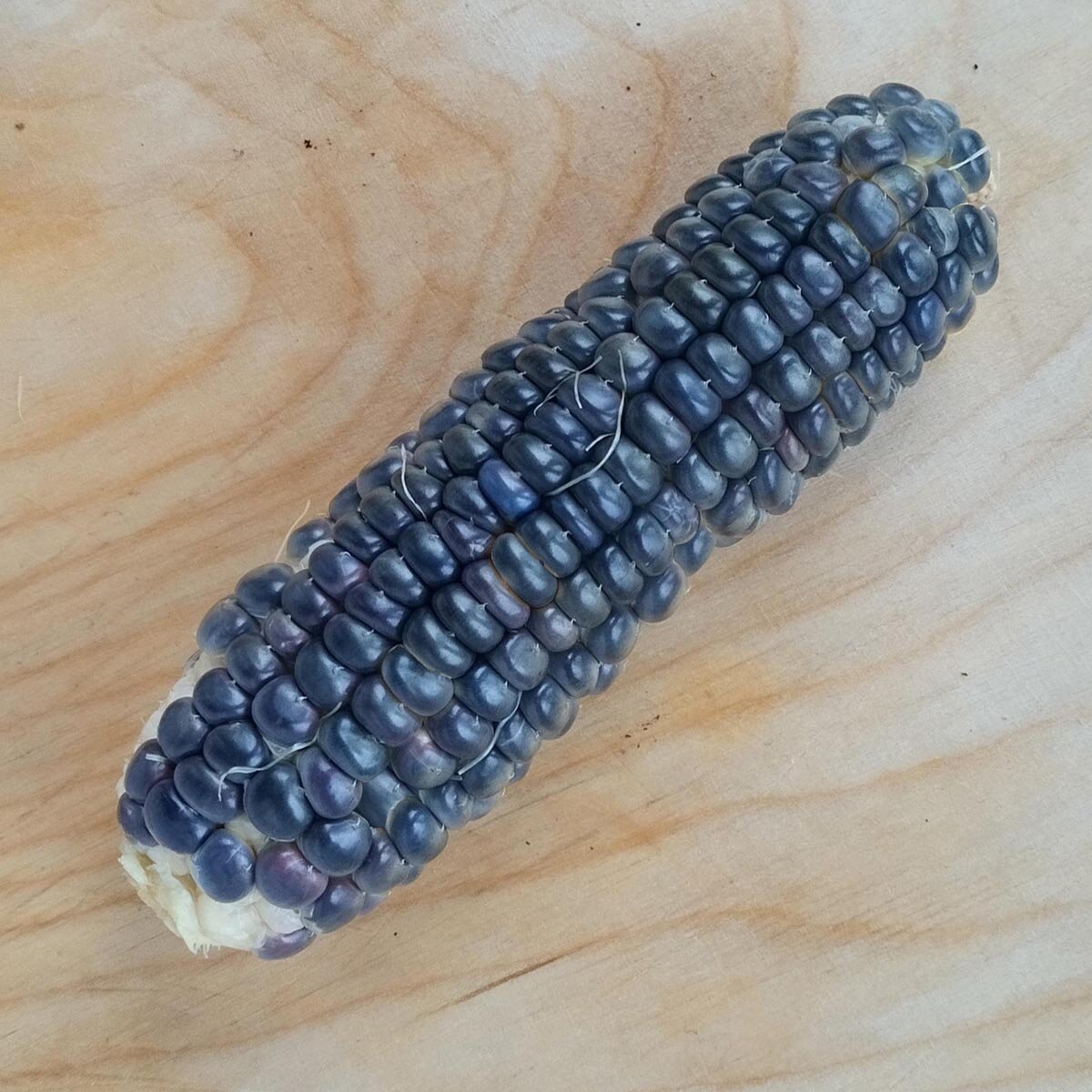 Schwarzer Mais 'Black Aztec' (Zea mays) Samen