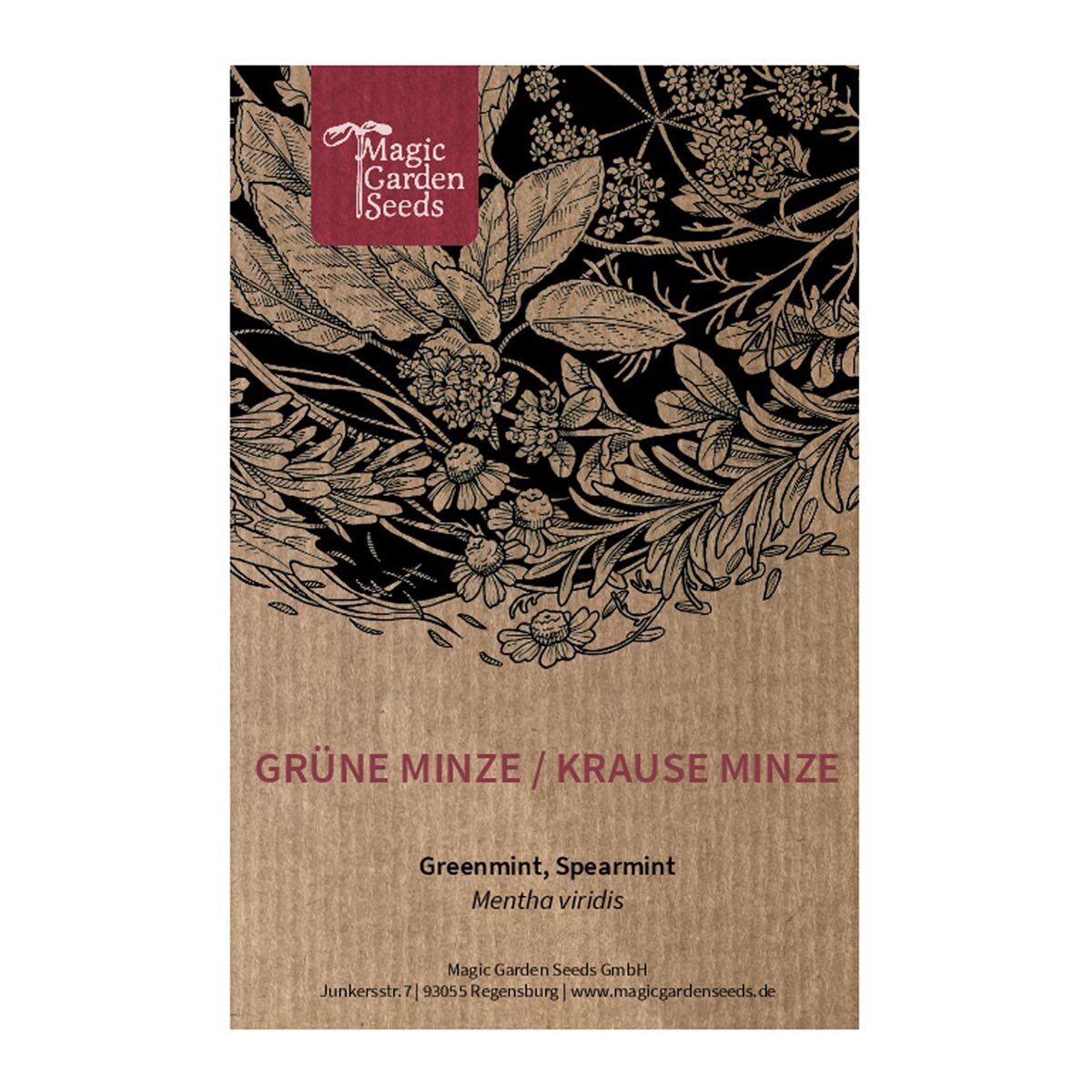 Grüne Minze / Krause Minze (Mentha viridis) Samen