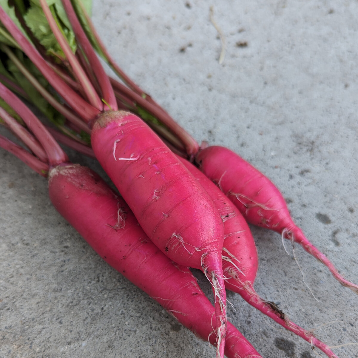 Radieschen 'Rote Riesen' (Raphanus sativus) Samen
