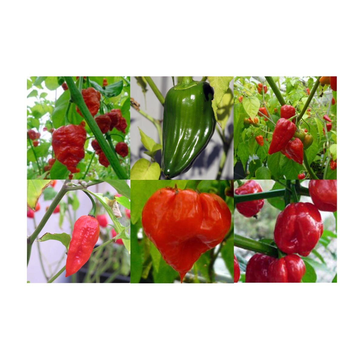 Die schärfsten Chilisorten der Welt - Samenset